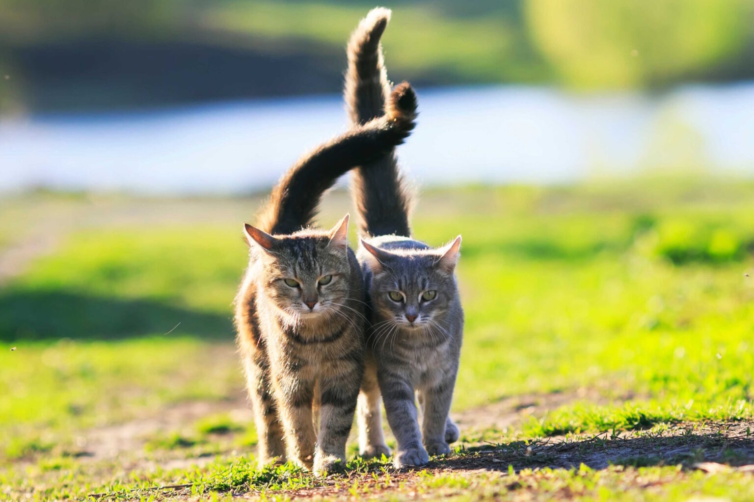 Die perfekte zweite Katze: Alter, Charakter, Geschlecht • schlimmerkater.de